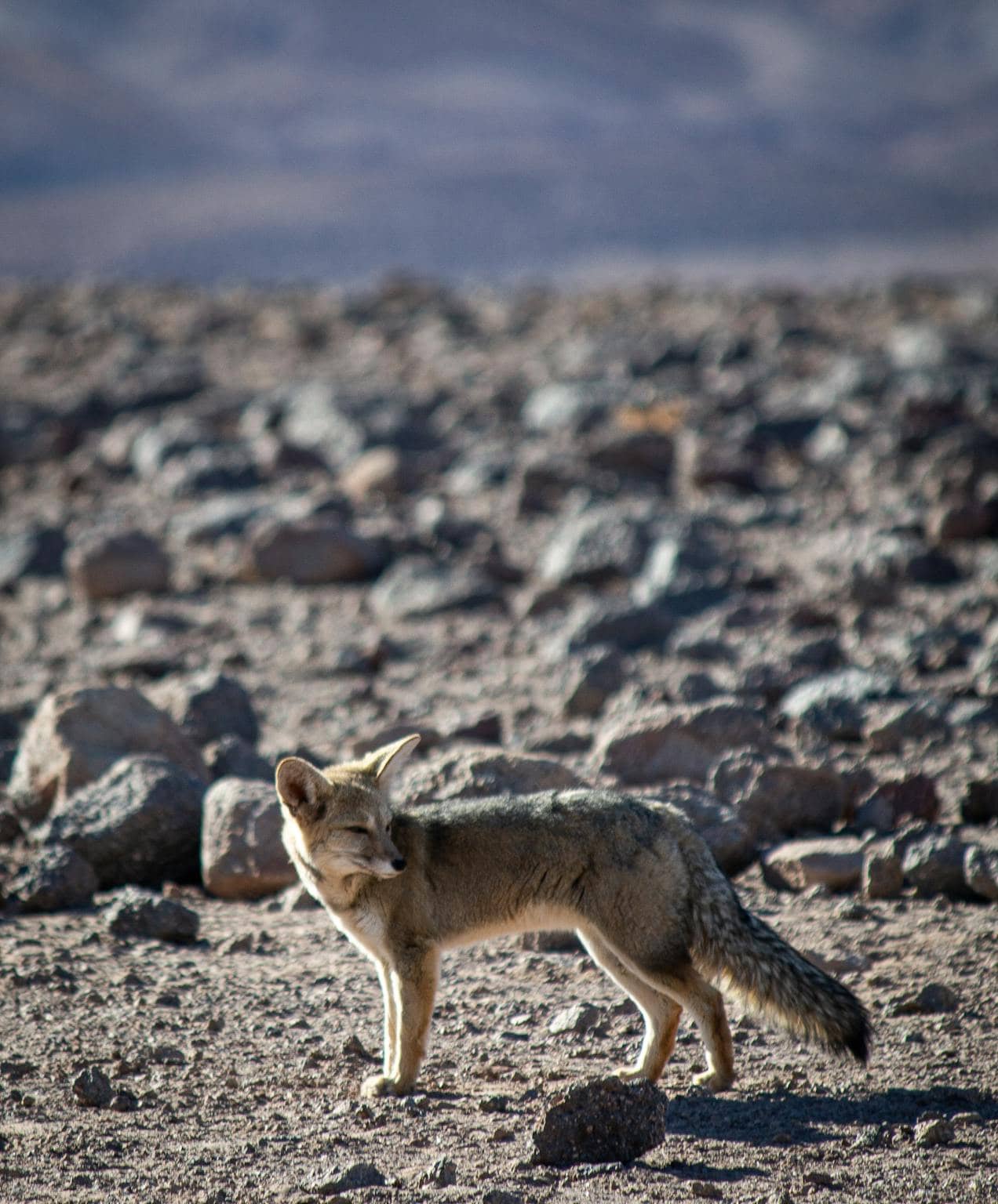 What Does It Mean When You See A Coyote: A Complete Guide